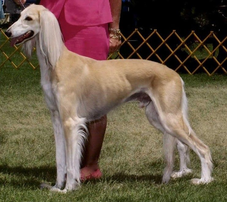 Saluki - The Breed Archive