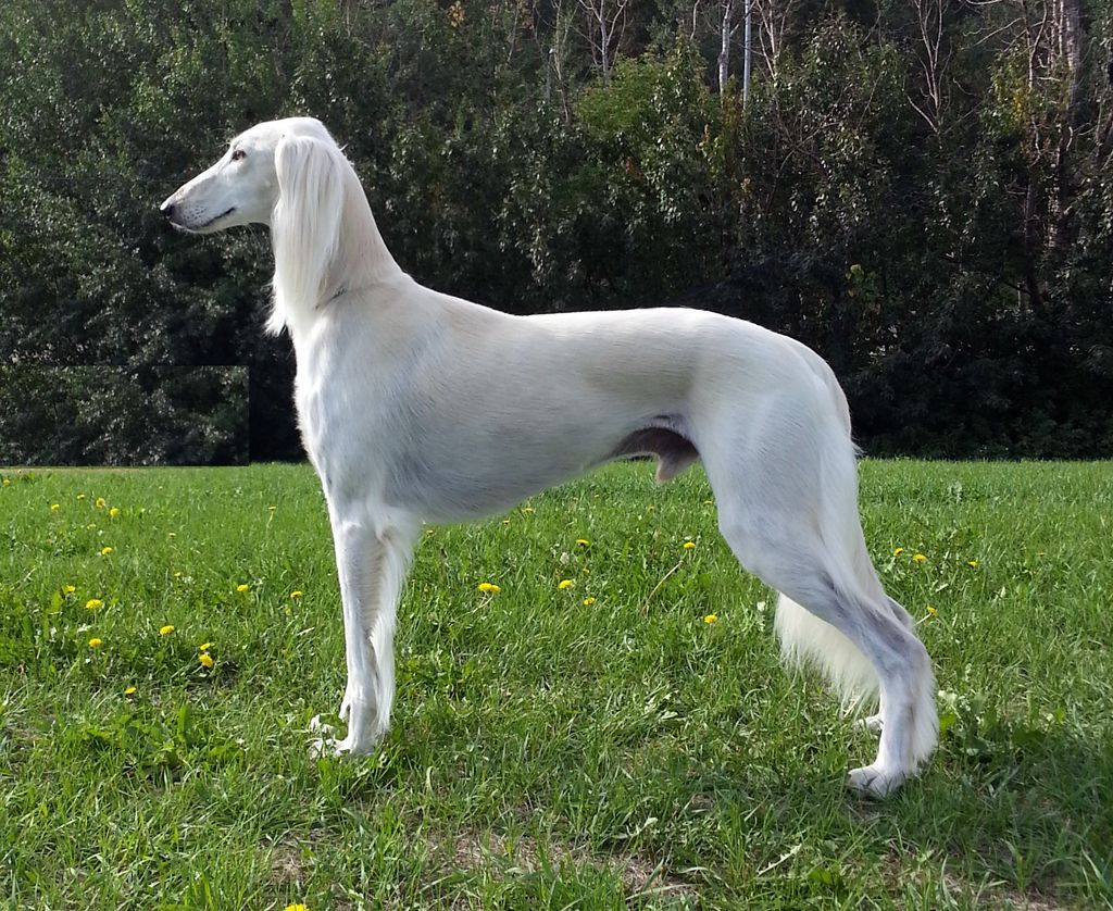 Saluki - The Breed Archive