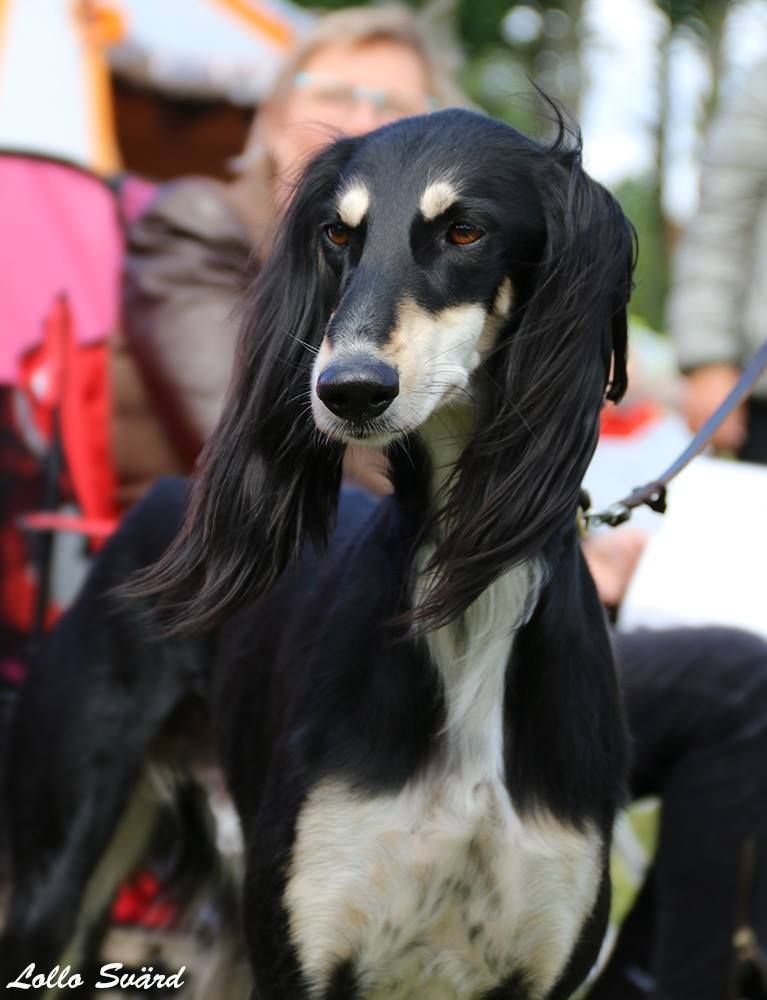 Saluki - The Breed Archive