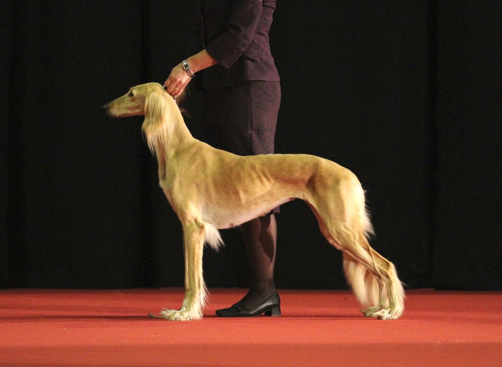 Saluki - The Breed Archive