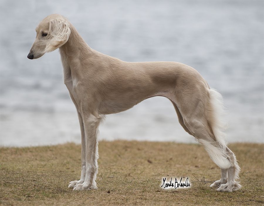 Saluki - The Breed Archive