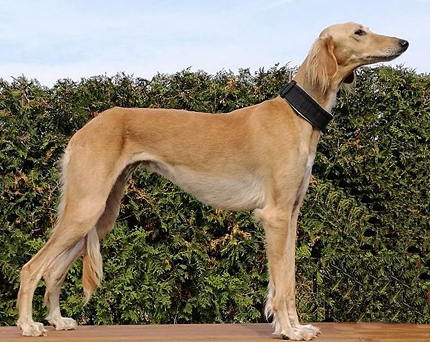 Saluki - The Breed Archive