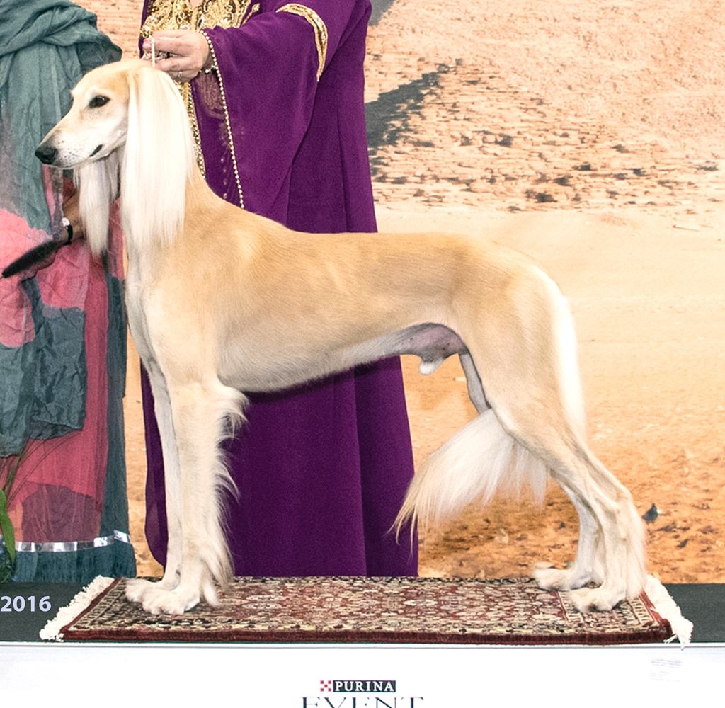 Saluki - The Breed Archive