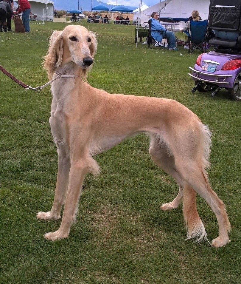 Saluki - The Breed Archive