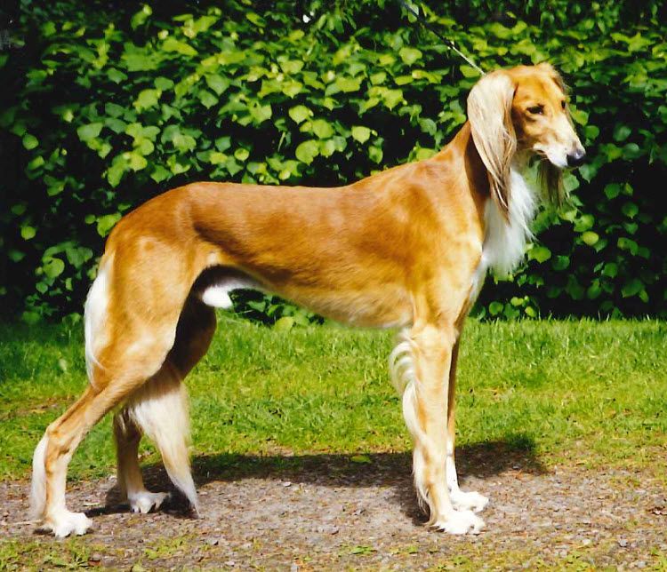 Saluki - The Breed Archive