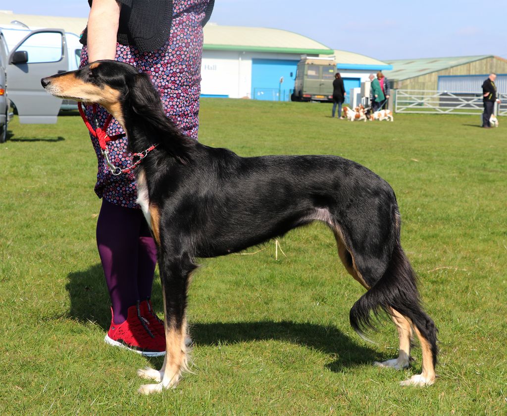 Saluki - The Breed Archive