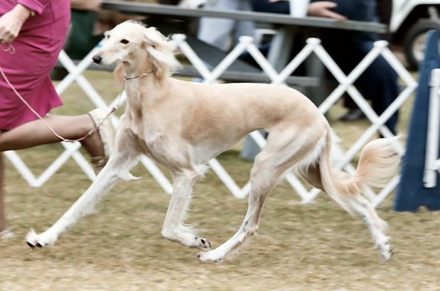 Saluki The Breed Archive
