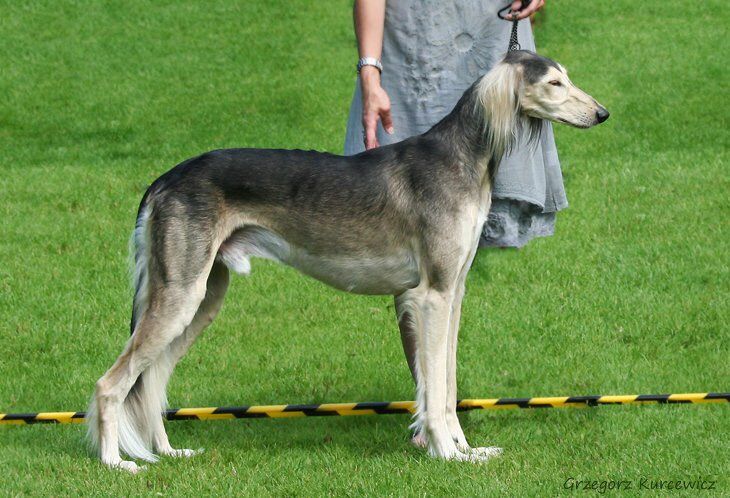 Saluki - The Breed Archive