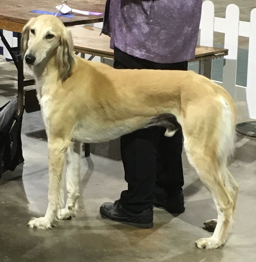 Saluki - The Breed Archive
