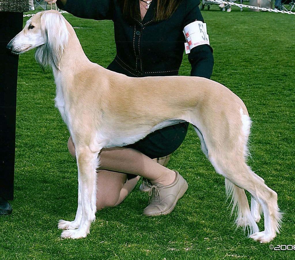 Saluki - The Breed Archive
