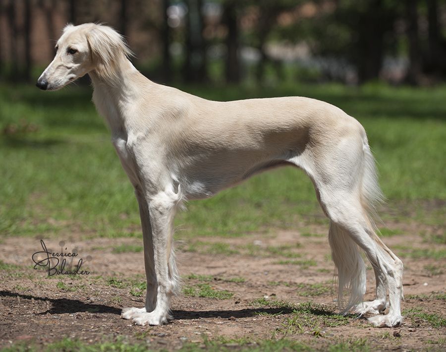 Saluki - The Breed Archive