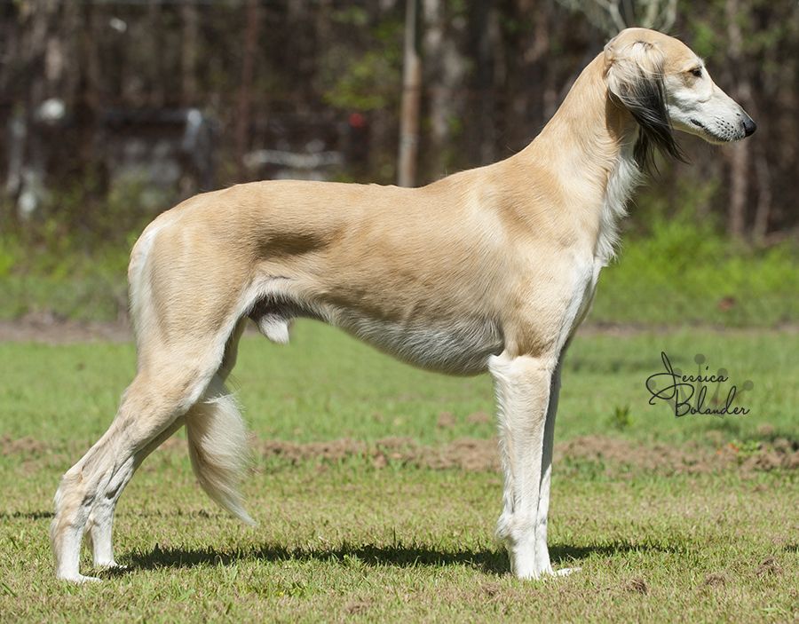 Saluki - The Breed Archive