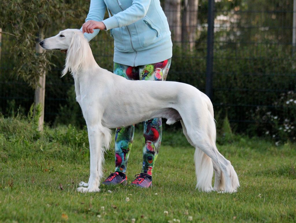 Saluki - The Breed Archive