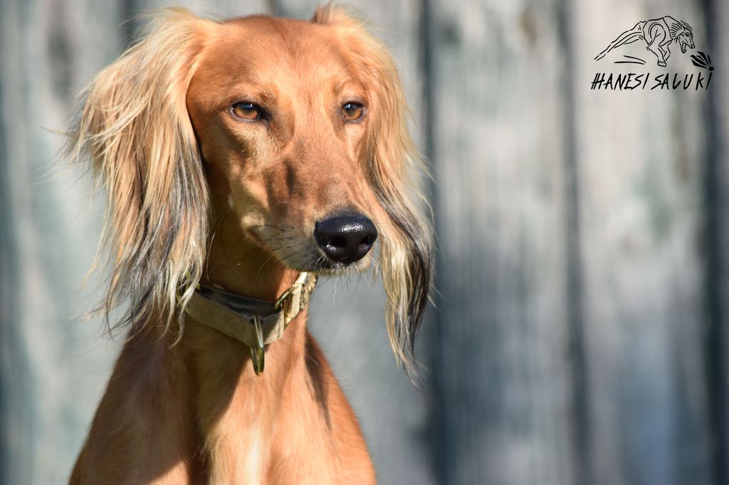 Saluki - The Breed Archive