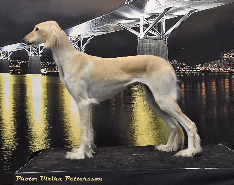 Saluki The Breed Archive