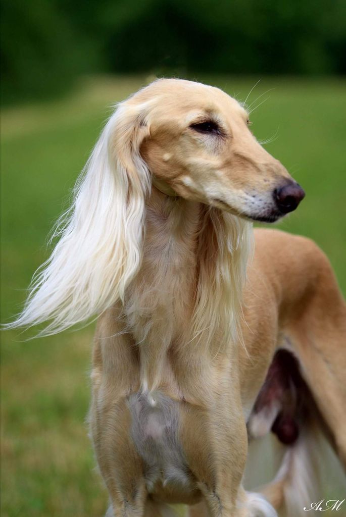 Saluki The Breed Archive
