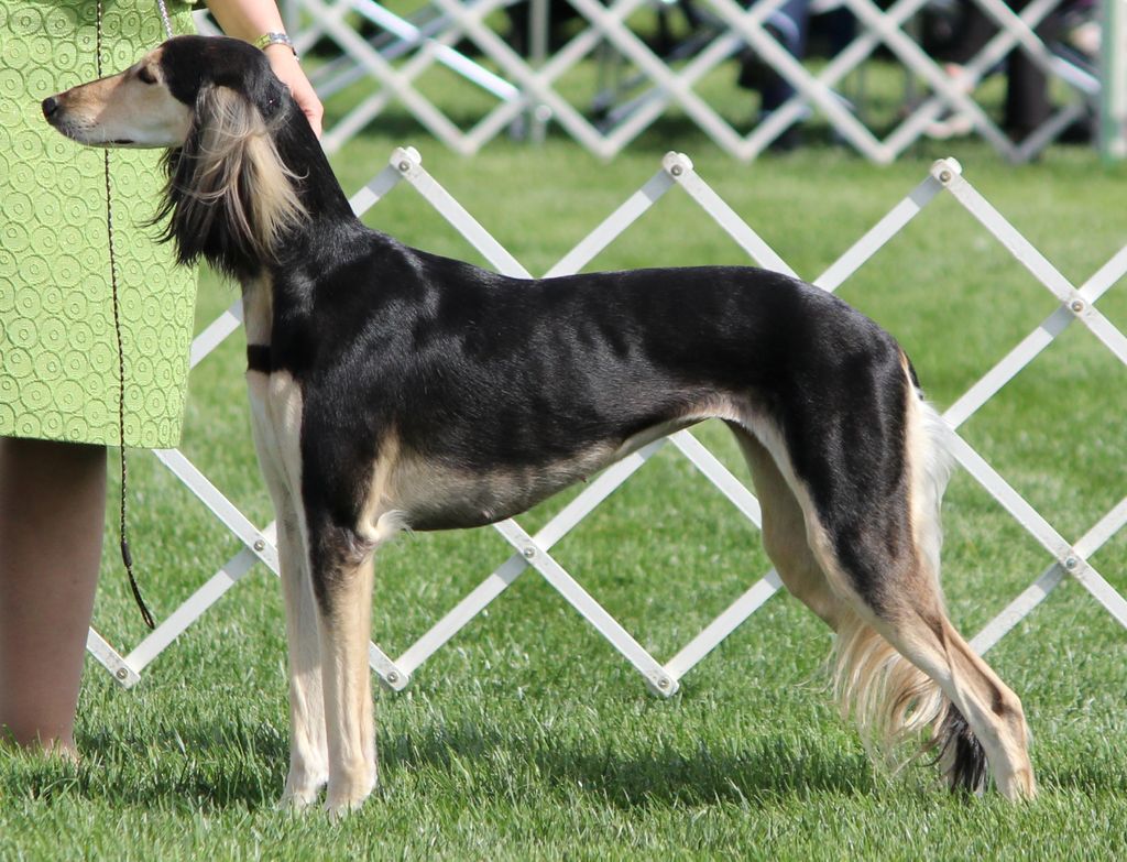 Saluki - The Breed Archive