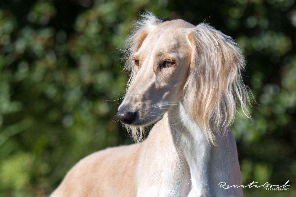 Saluki - The Breed Archive