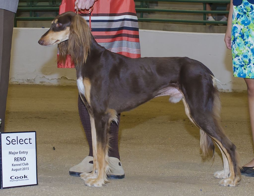 Saluki - The Breed Archive