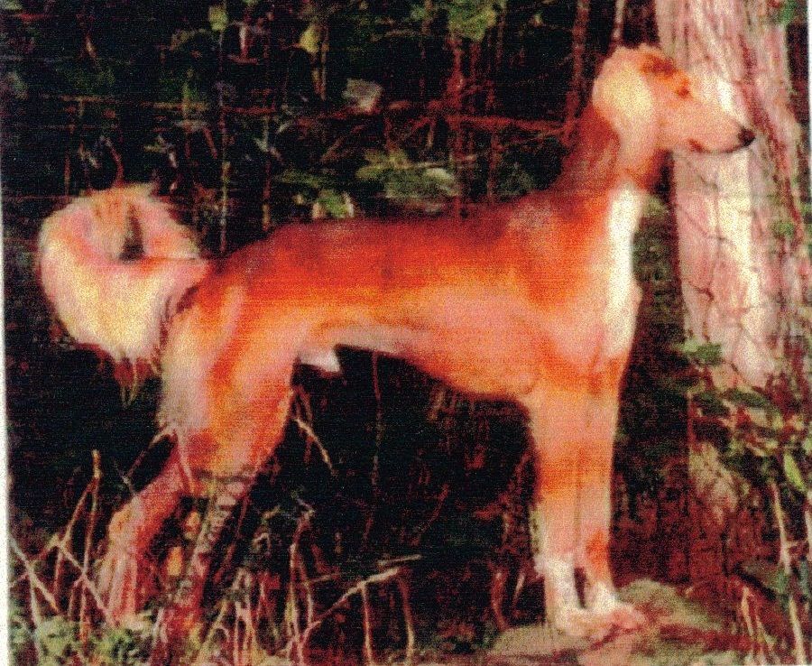 Saluki - The Breed Archive