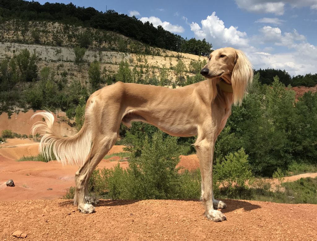 Saluki - The Breed Archive