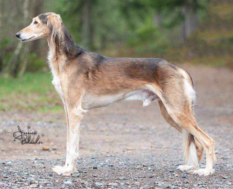 Saluki - The Breed Archive
