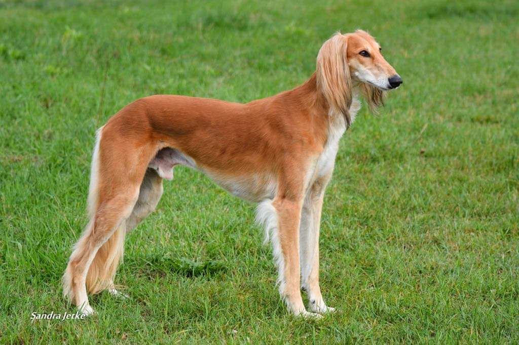 Saluki - The Breed Archive