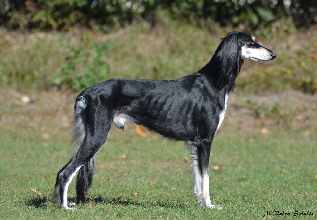 Saluki - The Breed Archive