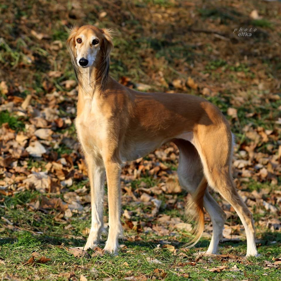 Saluki - The Breed Archive