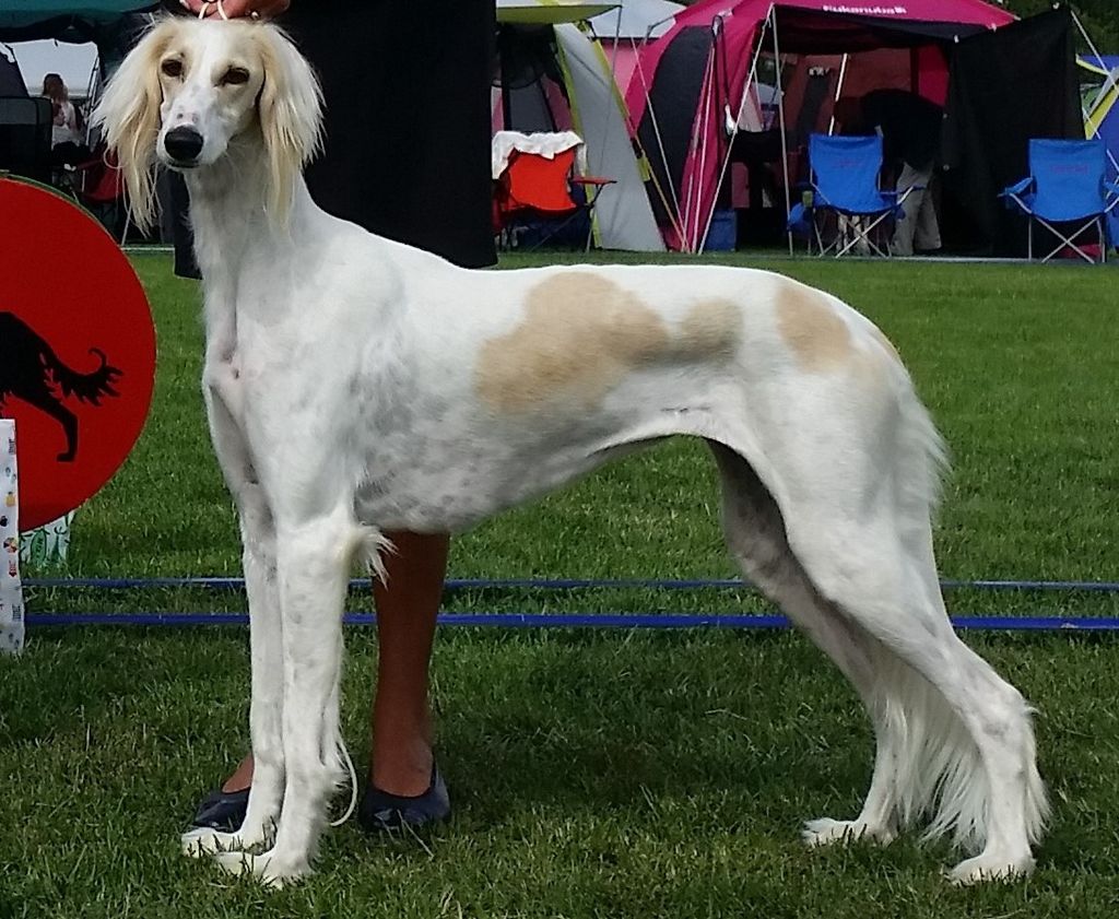 Saluki - The Breed Archive