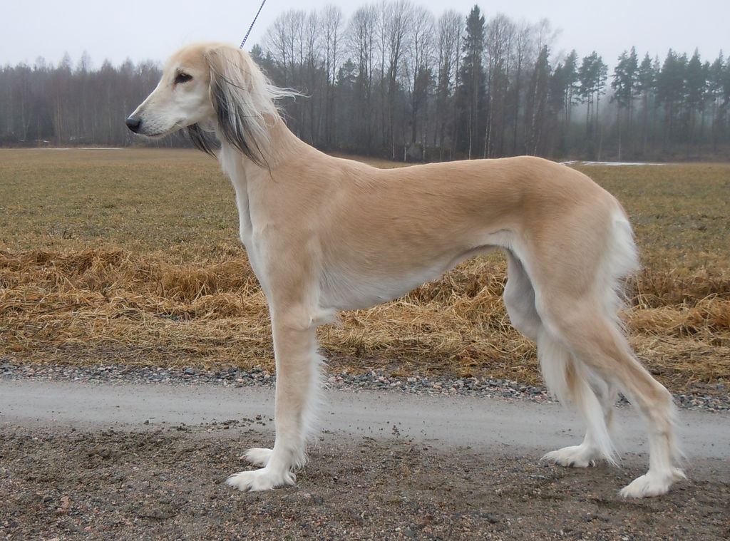 Saluki The Breed Archive