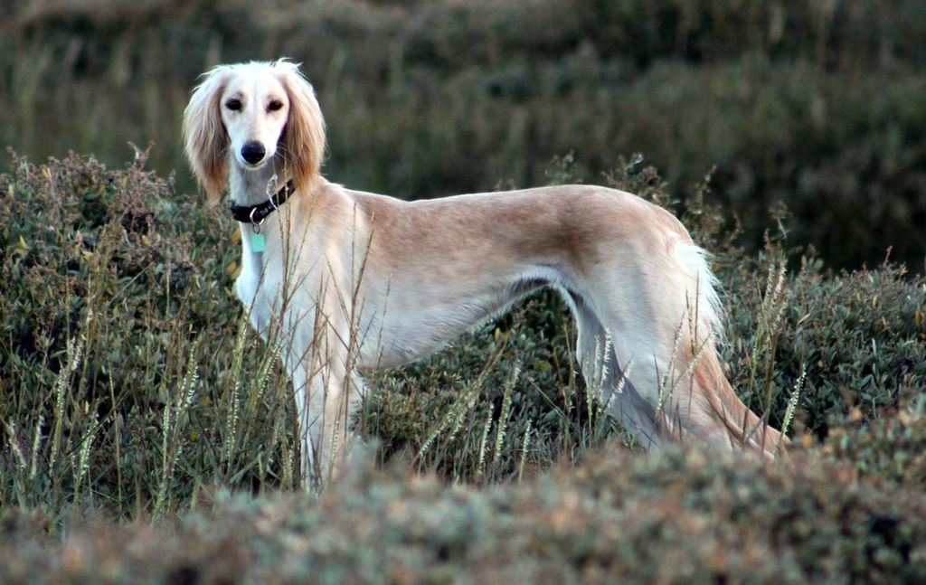 Saluki - The Breed Archive