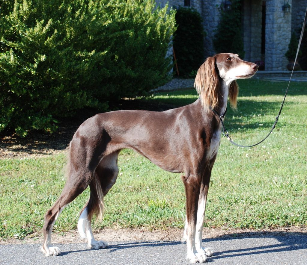 Saluki - The Breed Archive