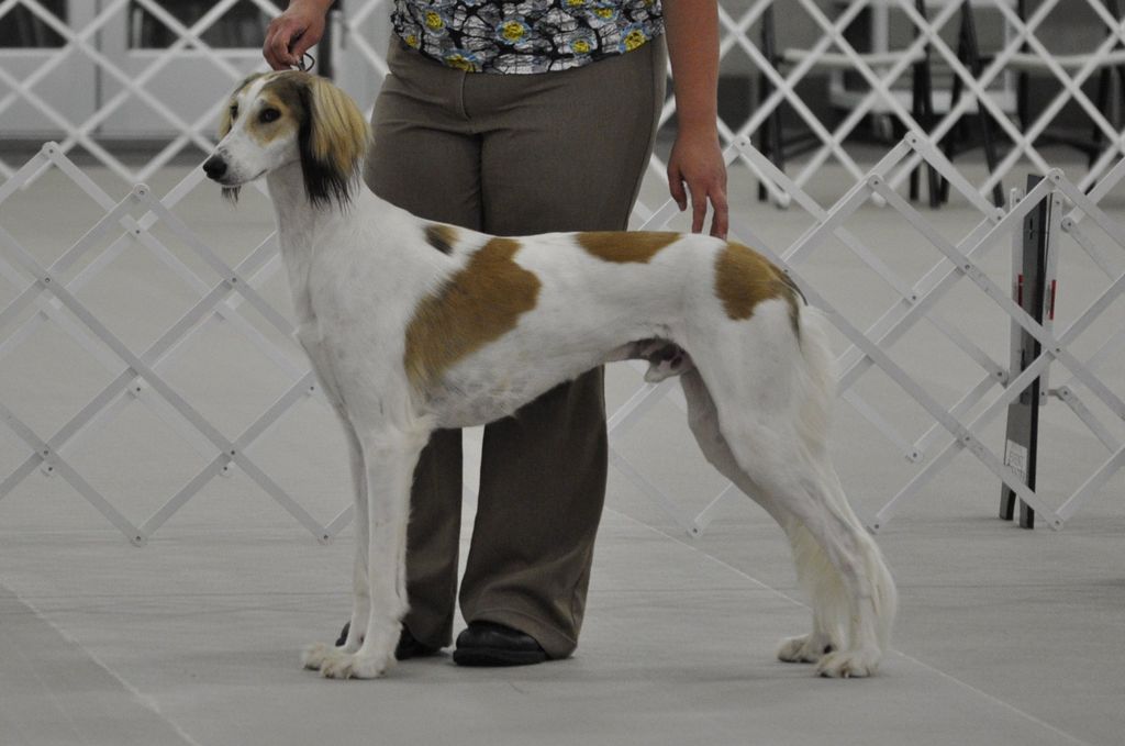 Saluki - The Breed Archive