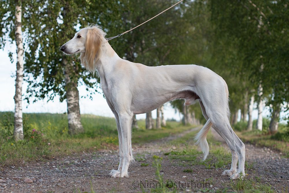 Saluki - The Breed Archive