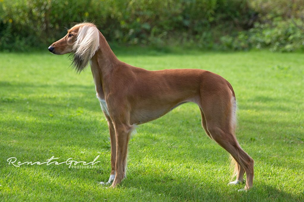 Saluki - The Breed Archive