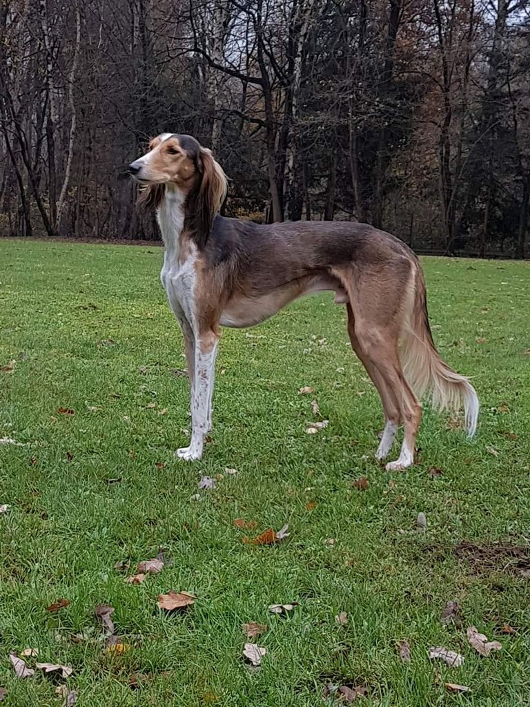 Saluki - The Breed Archive