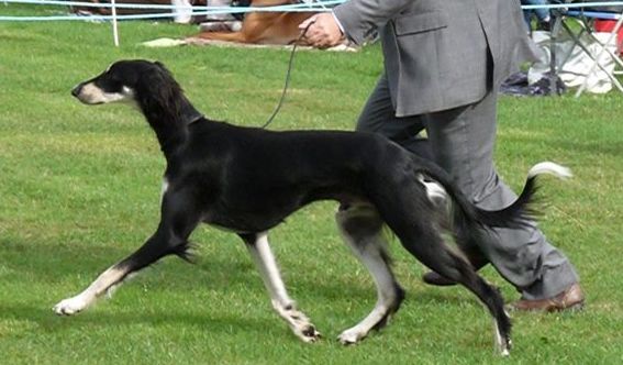 Saluki - The Breed Archive