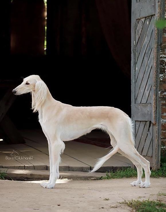 Saluki - The Breed Archive