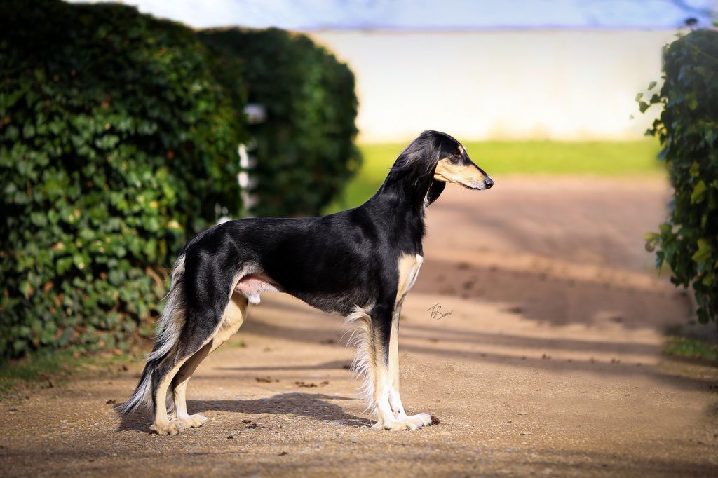 Saluki - The Breed Archive