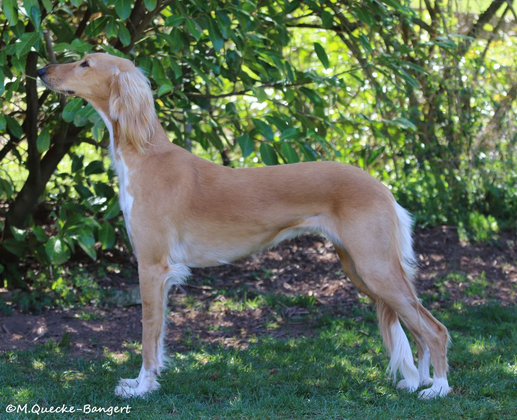 Saluki - The Breed Archive