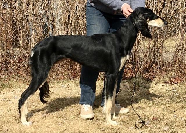 Saluki - The Breed Archive