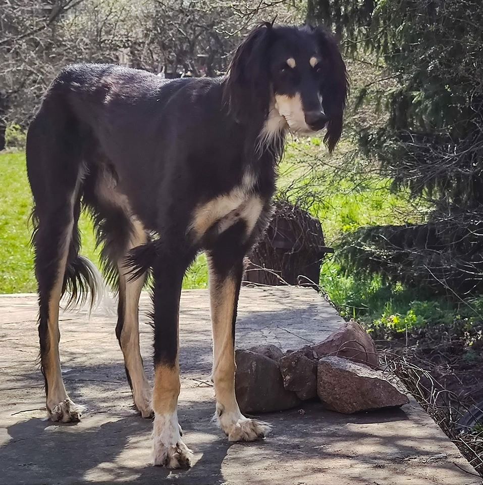 Saluki - The Breed Archive