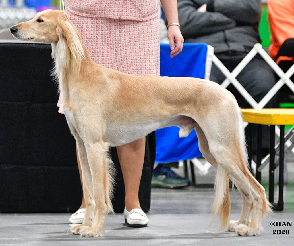 Saluki - The Breed Archive