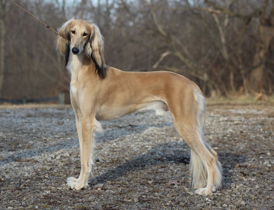 Saluki - The Breed Archive