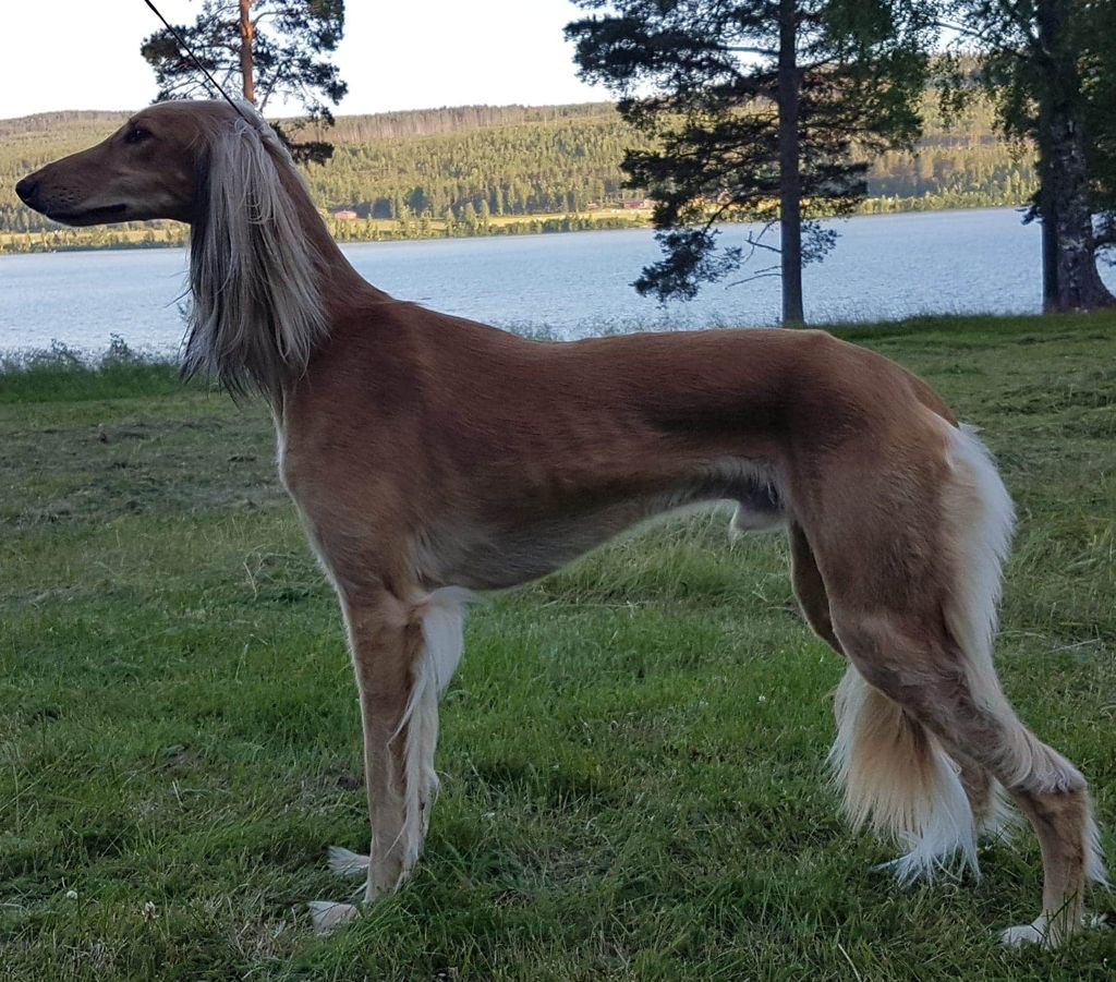 Saluki - The Breed Archive