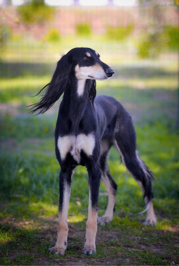 Saluki - The Breed Archive