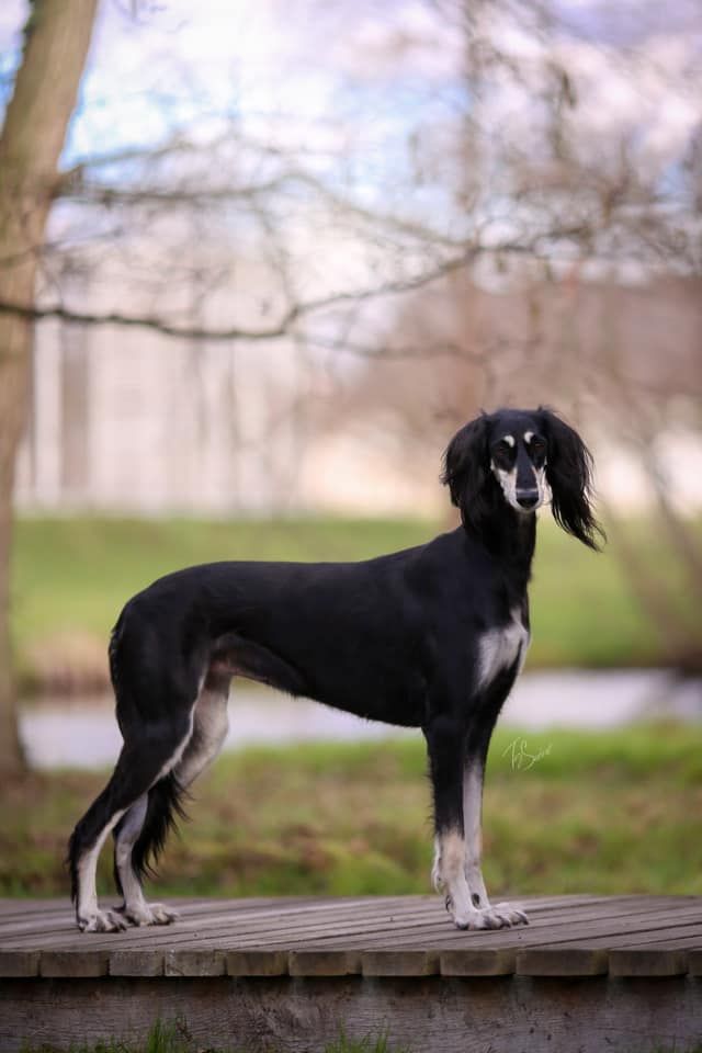 Saluki - The Breed Archive