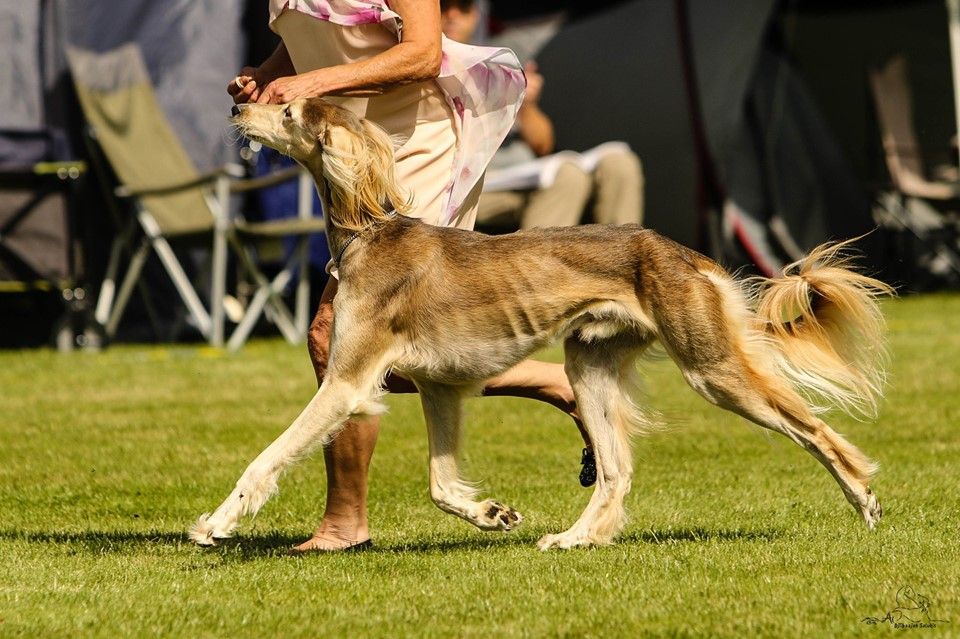 Saluki - The Breed Archive