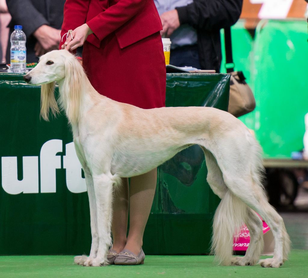 Saluki - The Breed Archive